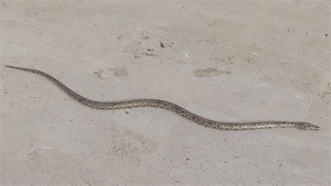 Python 3d Model Superhive Formerly Blender Market