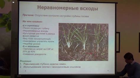 Особенности выращивания озимой пшеницы по технологии прямого посева система питания Елена