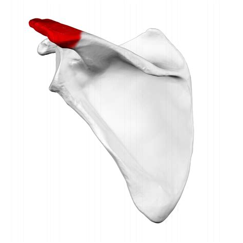 Acromion Process Definition Anatomy And Types Lesson