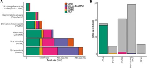 Not All Exons Are Protein Coding Addressing A Common Misconception Cell Genomics