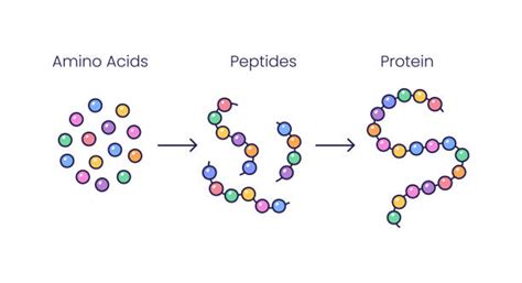 2000 Peptide Stock Illustrations Royalty Free Vector Graphics And Clip