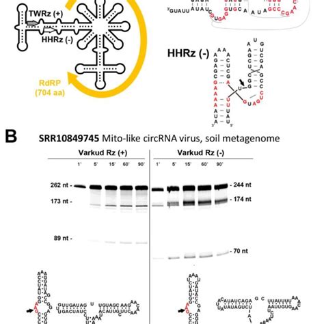 A Further Group Of Rdrpribozyme Hybrid Molecules A Schematic Genome