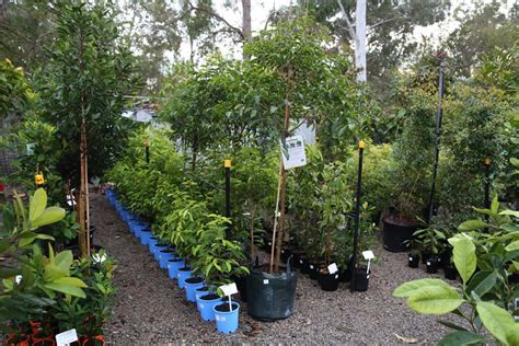 Best Trees To Grow In Brisbane At Amelie Woolley Blog