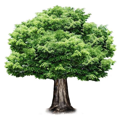 Bigtree เก็บปลายทาง Bigtree เก็บปลายทาง รับบัตรเครดิต