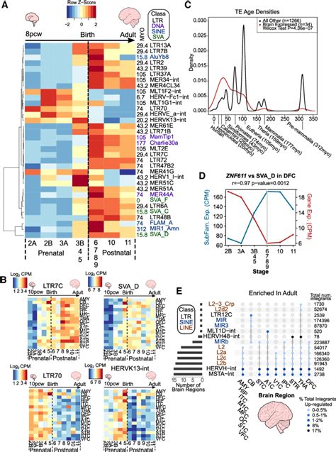 Te Subfamilies And Unique Loci Show Spatiotemporal Expression Patterns Download Scientific
