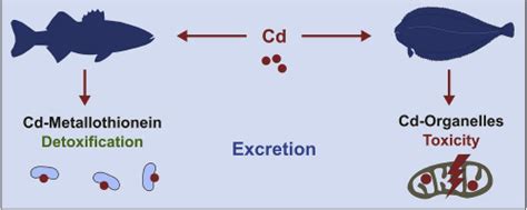 Metal Subcellular Partitioning Determines Excretion Pathways And Sensitivity To Cadmium Toxicity