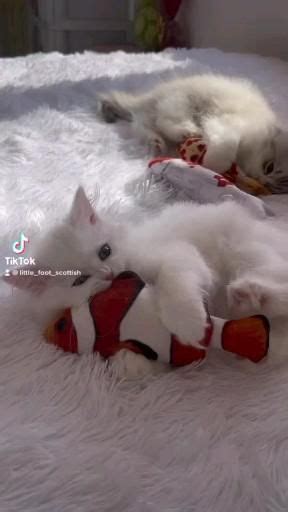 Omg So Cute Cats