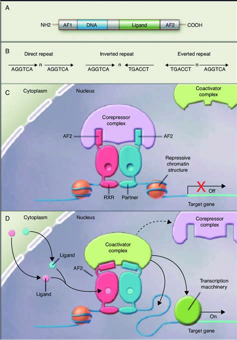 Nuclear Receptors As Ligand Dependent Transcription Factors A