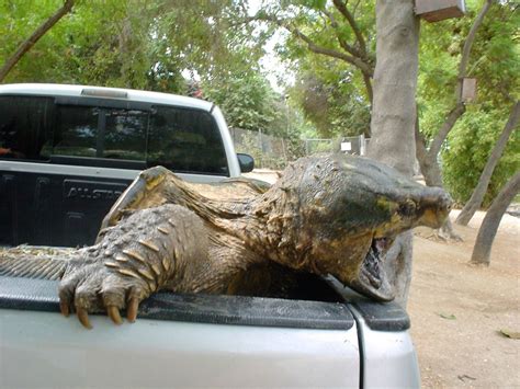 How To Hold A Snapping Turtle - Hasma