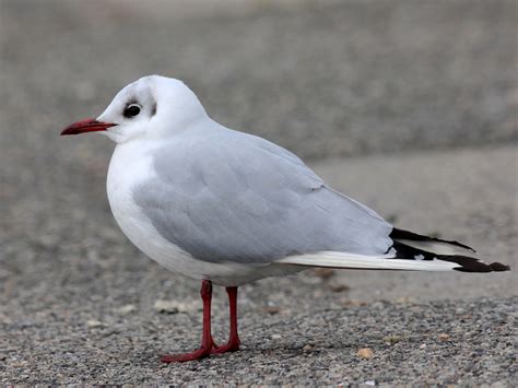 Black Headed Gull Profile Seagull Facts Range Migration