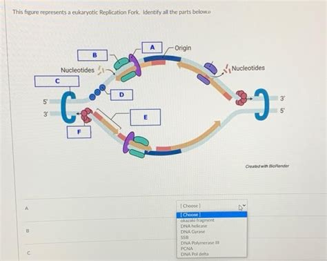 Solved This Figure Represents A Eukaryotic Replication Fork