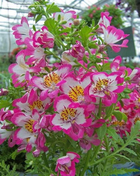 Plantfiles Pictures Schizanthus Butterfly Flower Poor Mans Orchid