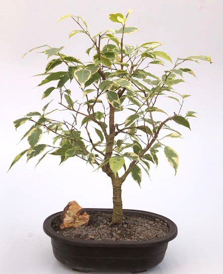 Ficus Breeze Bonsai Tree Variegatedficus Benjamina