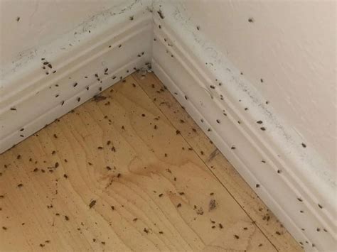Springtails In House How To Get Rid Of Springtails Springtails
