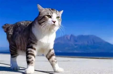 麒麟猫图片尾巴动作大山谷图库