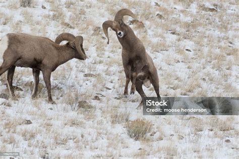 Two Rutting Ram Bighorn Sheep In Sagebrush Meadow Headbutting Stock