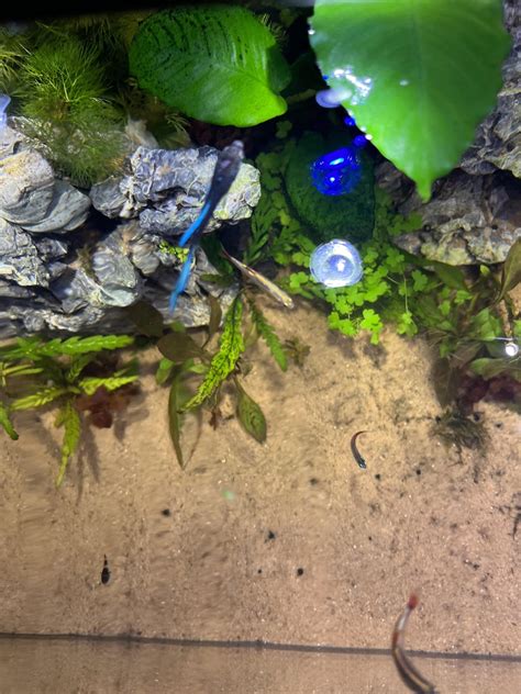 Sick And Species And Sex Id Rbettafish