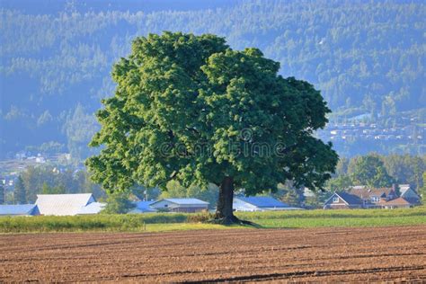 Single Elm Tree Stock Photo Image Of Farm Detailed