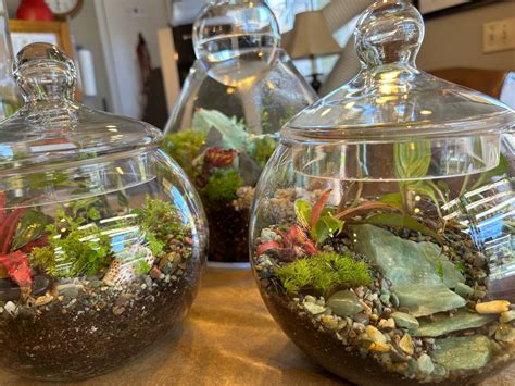 General 1 — Silver Falls Terrariums
