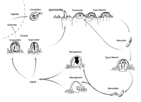 Apicomplexans Flashcards Quizlet