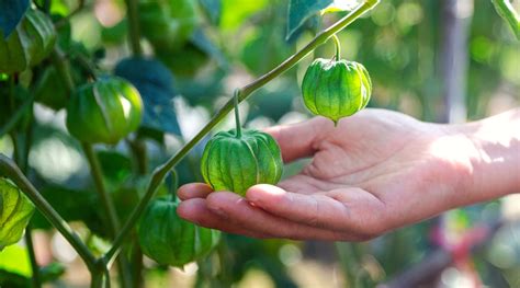 When And How To Harvest Garden Grown Tomatillo Plants