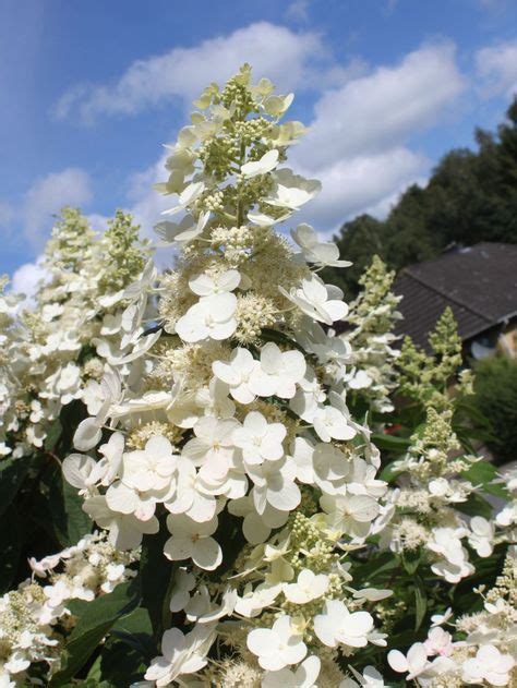 30 Best Bee Friendly Hydrangea Images On Pinterest Bee Friendly