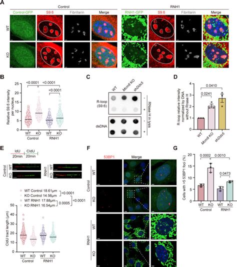 Mcm8 Interacts With Ddx5 To Promote R Loop Resolution Pmc