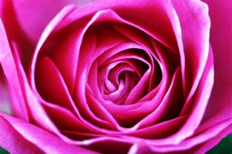 Premium Photo Beautiful Pink Rose Close Up