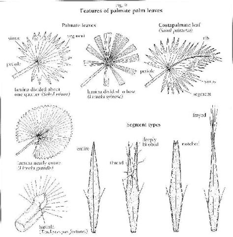 Tipos De Hojas De Palmeras Hoja Pinnada Palmada Y Costapalmada