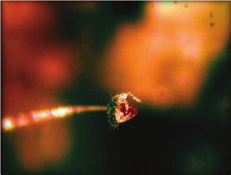 Juvenile Springtail Sticks To The Glue Free Snap Tentacle Head Of Download Scientific Diagram