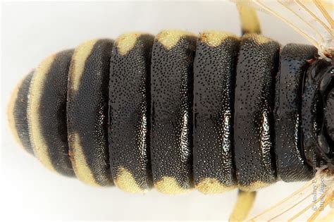 Photo 85533 Corynis Crassicornis