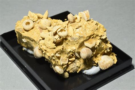 Silicified Fossils In Natural Limestone Matrix