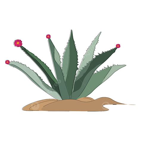 Agave Illustration Png