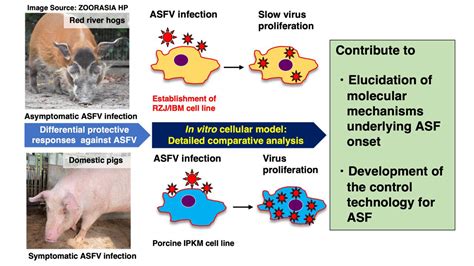 A Valuable Tool For African Swine Fever Virus Research Developed