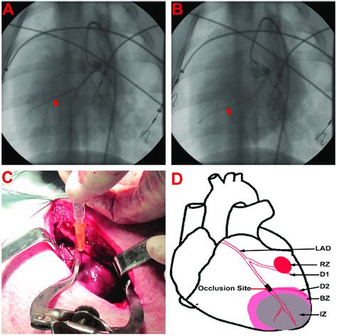 Creation Of The Ami Model A The Lad Indicated By The Red Arrow Was Download Scientific