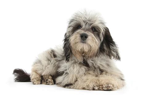 Doxie Doodle Puppy Photograph By Mark Taylor Pixels