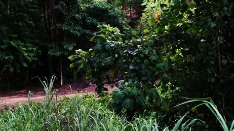 Magonolia GT Network