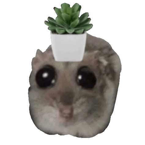 Ratoncito Cute Memes 🥹