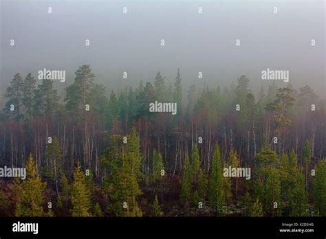 Light Coniferous Taiga Predominance Of Lapland Pine Pinus Friesiana Boreal Forest In