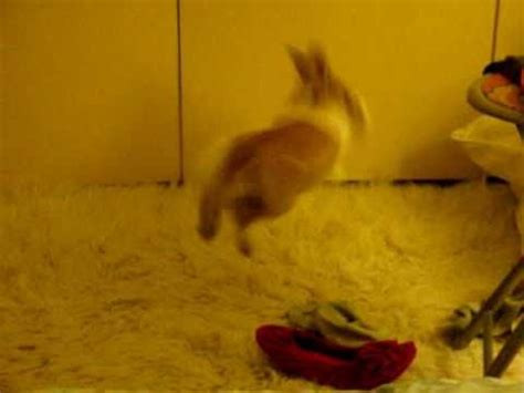 Happy Bunny Rabbit Hopping Jumping Digging Binkying Funny Youtube