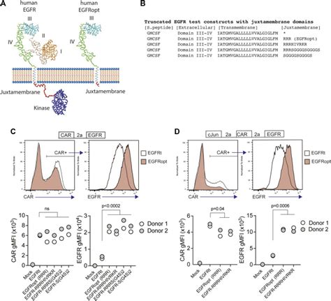 Safety Switch Optimization Enhances Antibody Mediated Elimination Of Car T Cells Pmc