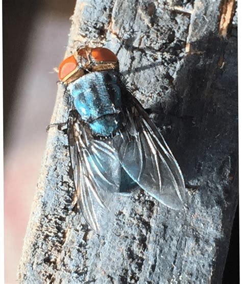 New World Screwworm Photo Gallery