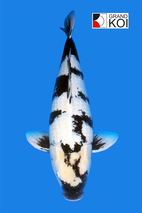 Gin Rin Shiro Utsuri Grand Koi Llc