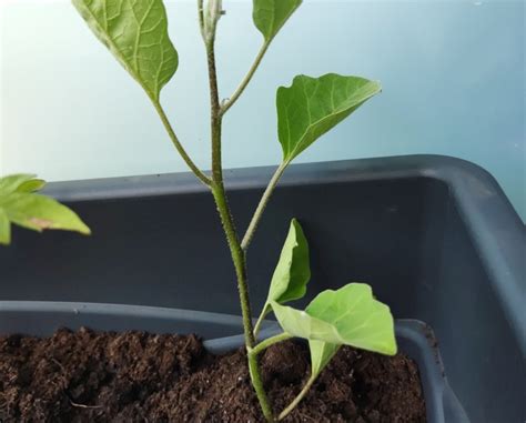 Propagating Eggplant Step By Step Guide