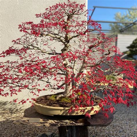 Dawn Redwood Bonsai Growing A Prehistoric Beauty