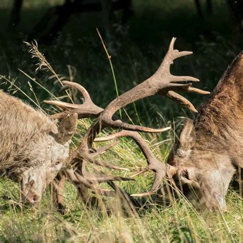 Do Elks Fight How And Why They Fight