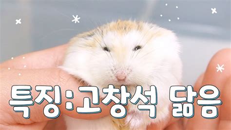 뚱뚱한 로보로브스키 햄스터를 관찰해보쟈 주의 짱 귀여움 Youtube