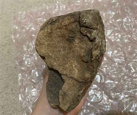 Permineralized Remains Fossils