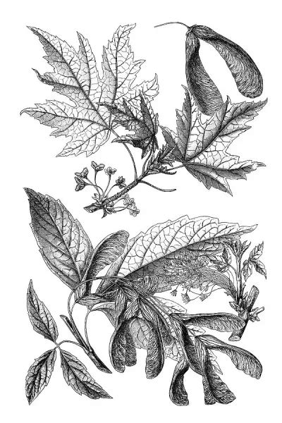 Wall Chart Maple Ii Our Beautiful Wall Art And Photo Ts Include Framed Prints Photo Prints