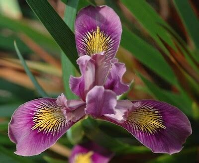 Iris Innominata • New Zealand Plant Conservation Network